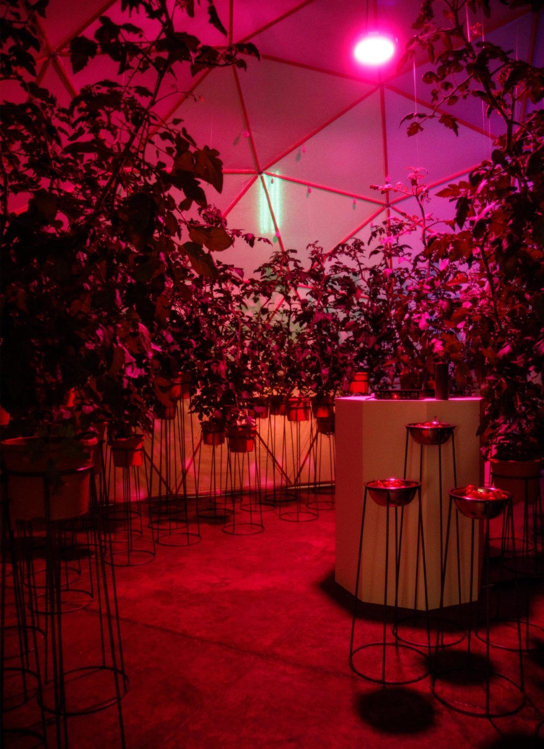 Samsung Celebrates Small Urban Space Growing with Project Plant - Notion